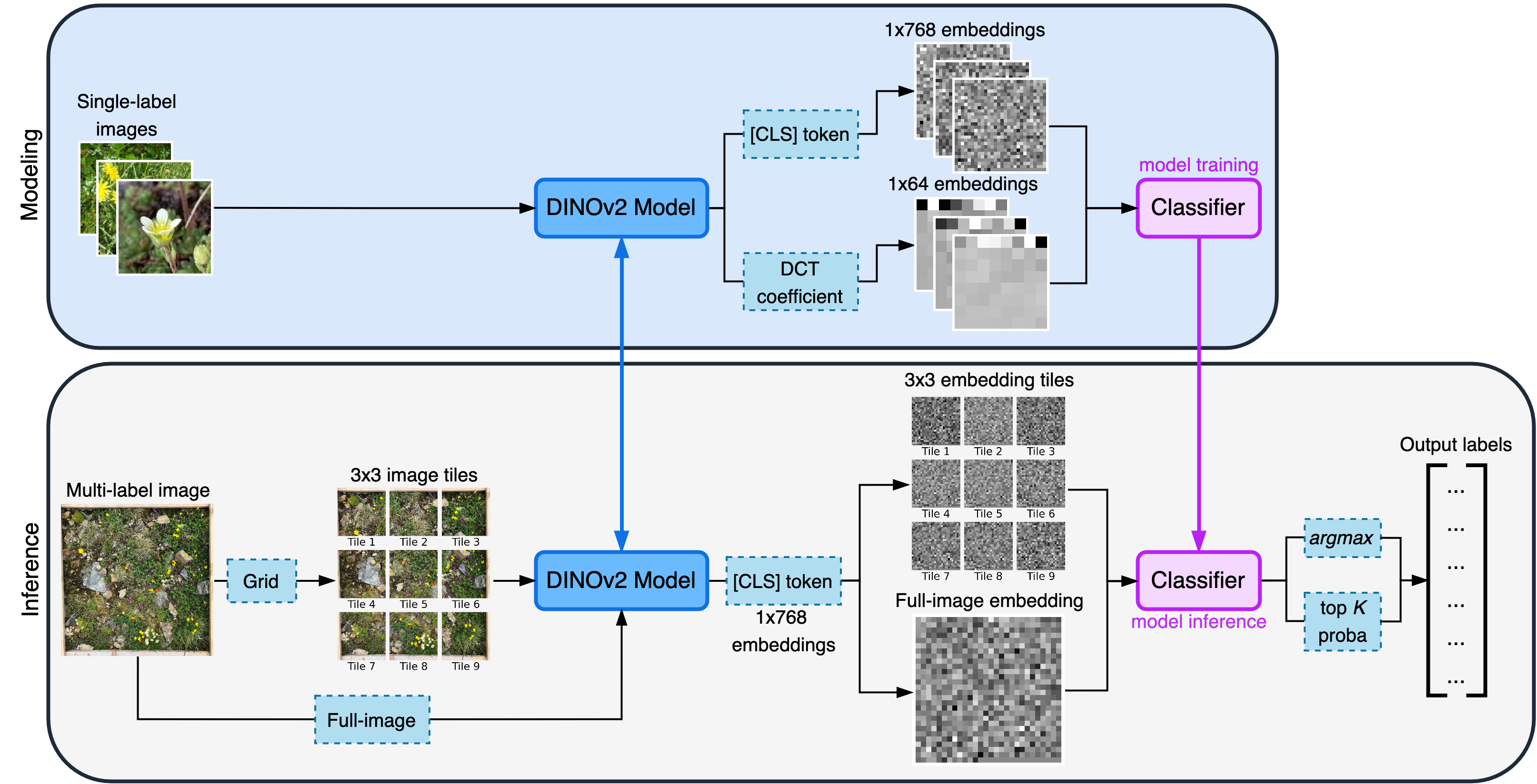 Multi-Label Plant Species Classification with Self-Supervised Vision Transformers | Murilo Gustineli